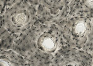 Meyers Histology