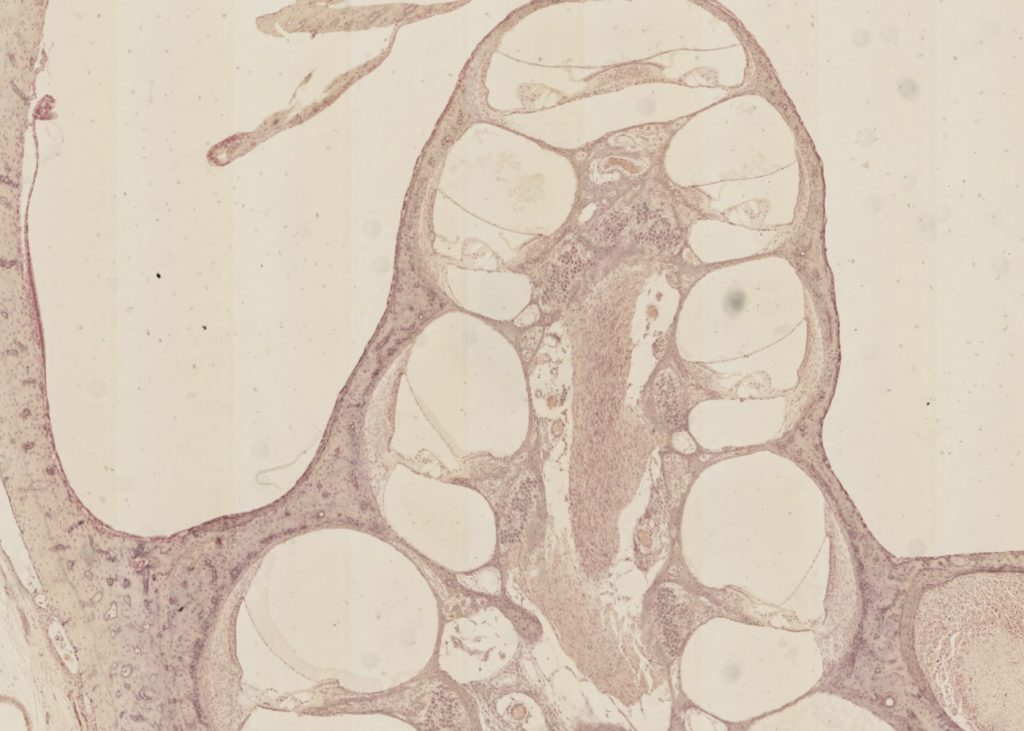 Cochlea Histology Inner Ear (MS 100) Auburn University VetMed
